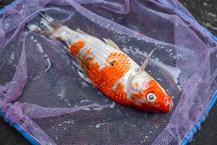 Can You Eat Koi Fish and How do they Taste? - Fishmasters.com