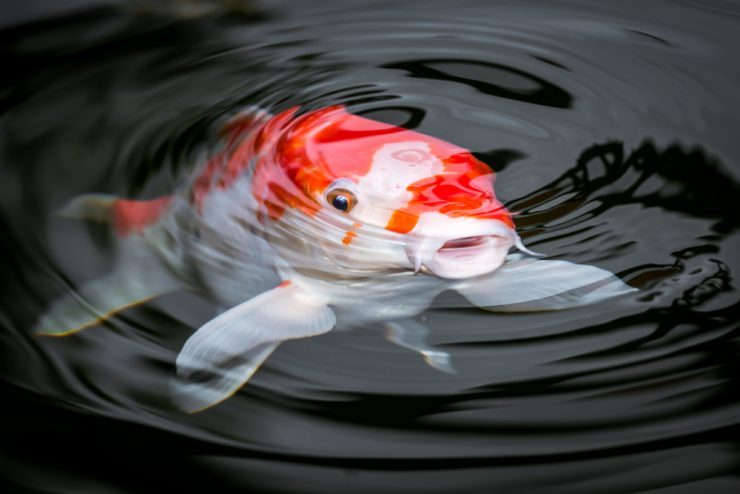 Can You Eat Koi Fish and How do they Taste? - Fishmasters.com