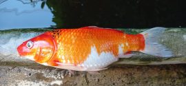 Can You Eat Koi Fish and How do they Taste? - Fishmasters.com