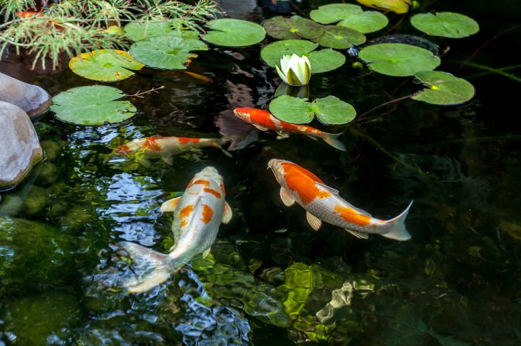 Can You Eat Koi Fish and How do they Taste? - Fishmasters.com