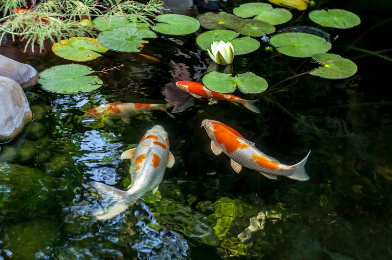 Can You Eat Koi Fish and How do they Taste? - Fishmasters.com