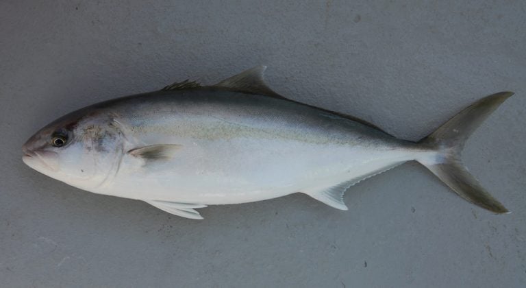 16 Types of Jack Fish Every Angler Should Know - Fishmasters.com