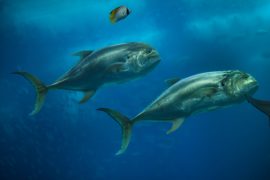 16 Types of Jack Fish Every Angler Should Know - Fishmasters.com