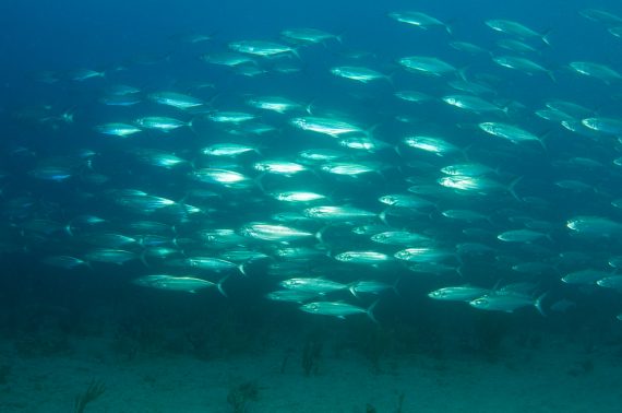 8 Species of Mackerel Every Angler Should Know - Fishmasters.com