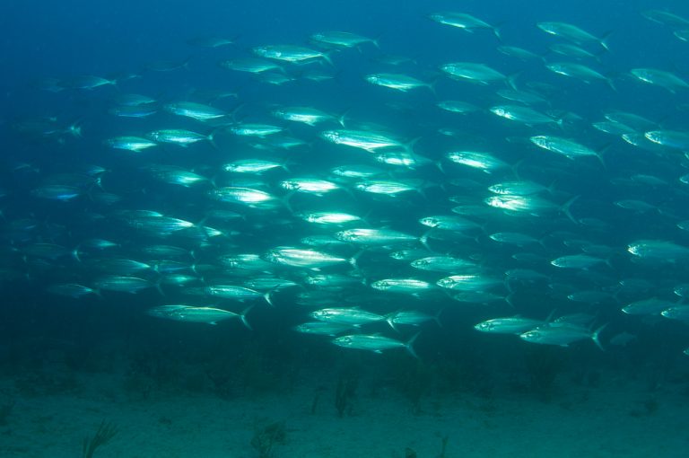 8 Species of Mackerel Every Angler Should Know - Fishmasters.com