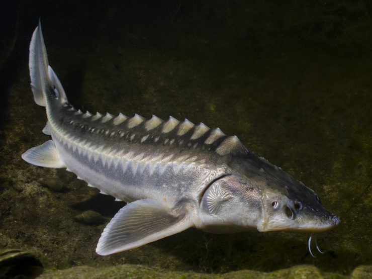 8 Different Types of Sturgeon You Should Know - Fishmasters.com