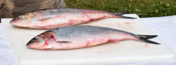10 Best Shad Recipes - Fishmasters.com