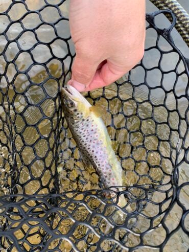 The Top 30 Trout Streams in Virginia - Fishmasters.com