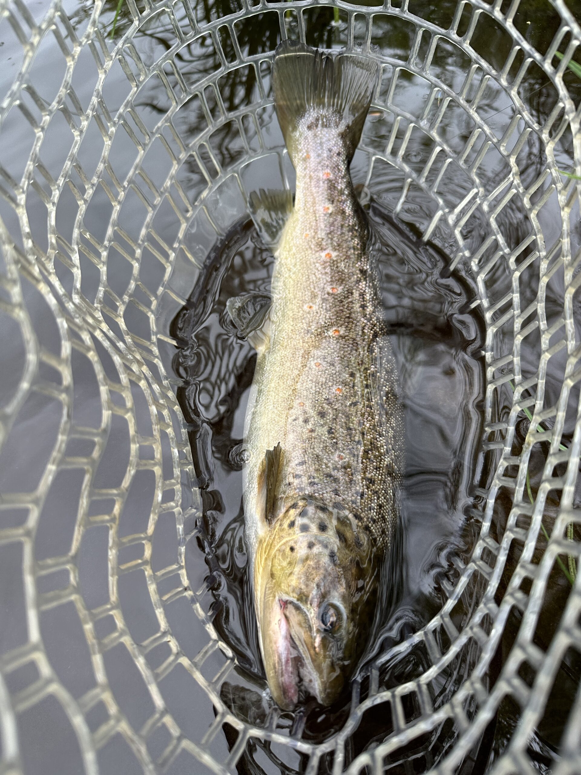 The Top 20 Trout Fishing Streams in New Jersey - Fishmasters.com
