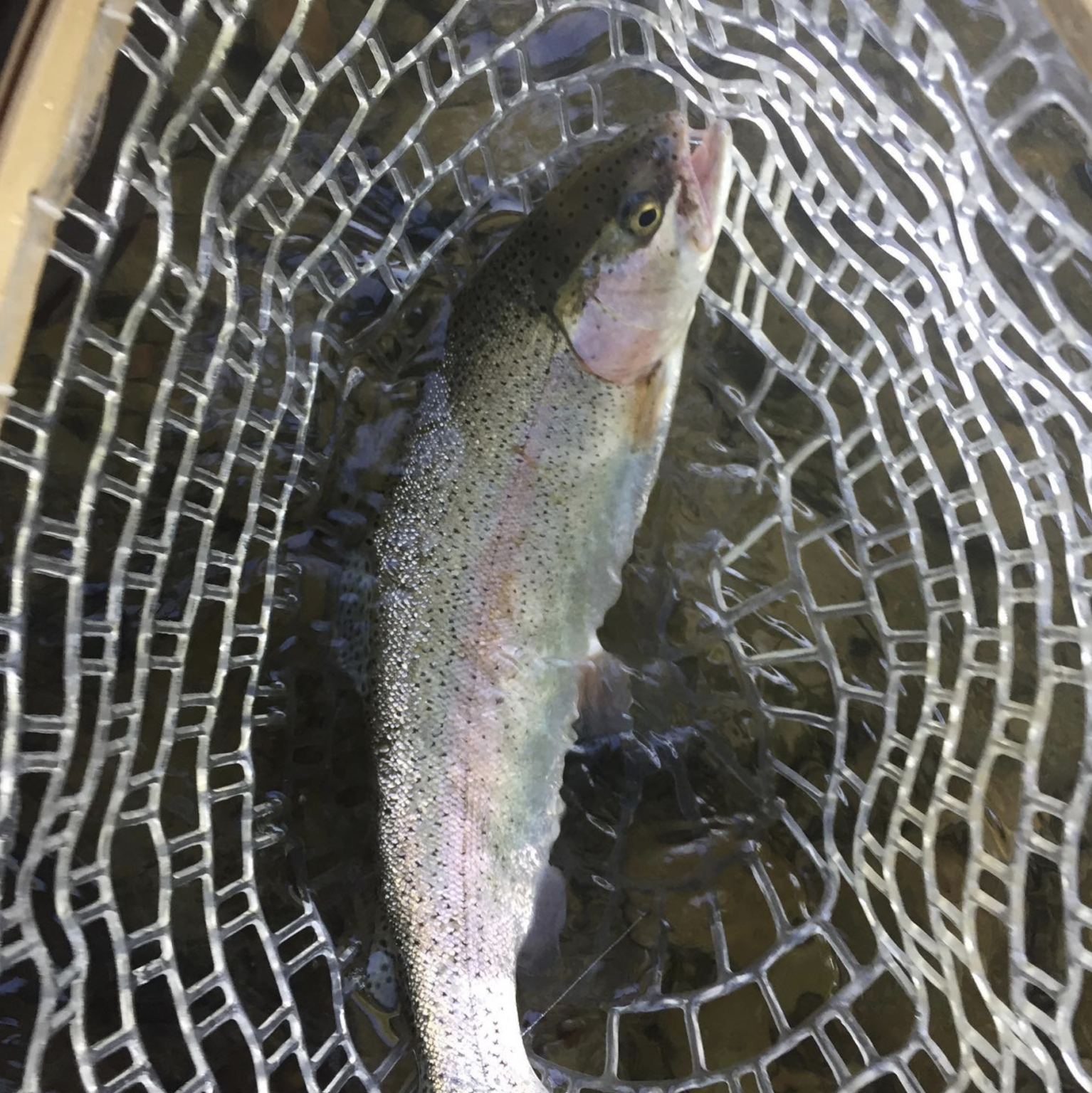 Top 30 Trout Fishing Streams in New York State - Fishmasters.com