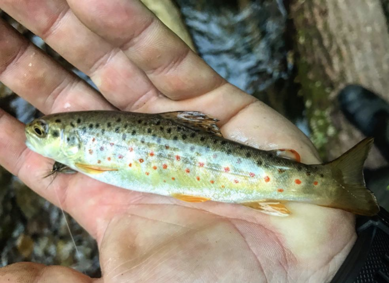 The Top 20 Trout Fishing Streams in New Jersey - Fishmasters.com