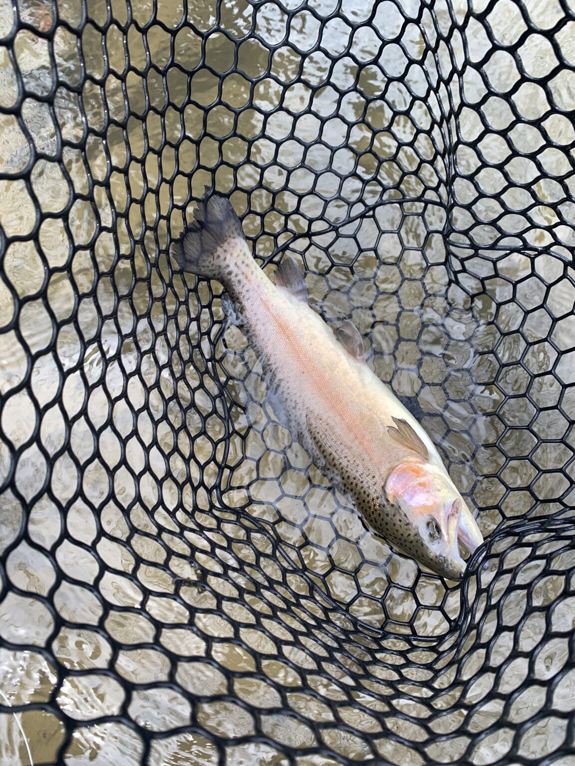 The Top 20 Trout Fishing Streams in New Jersey - Fishmasters.com