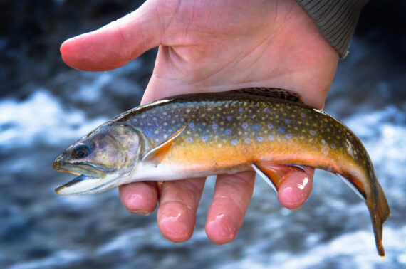 The Top 30 Trout Streams in Michigan - Fishmasters.com
