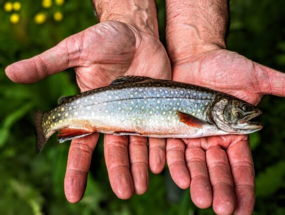 The Top 30 Trout Streams in Michigan - Fishmasters.com