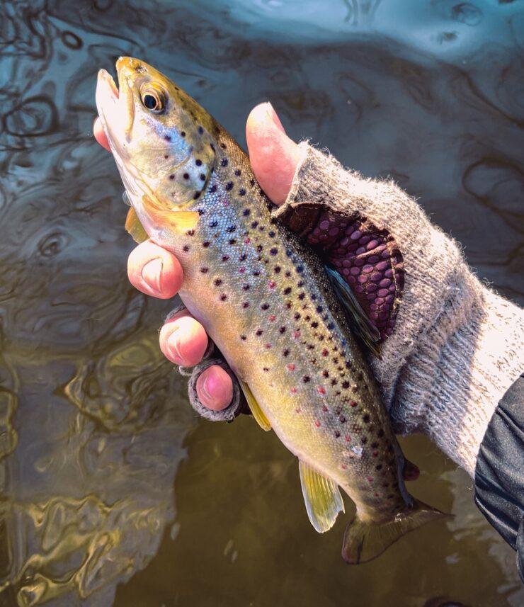 The Top 30 Trout Streams in Michigan - Fishmasters.com
