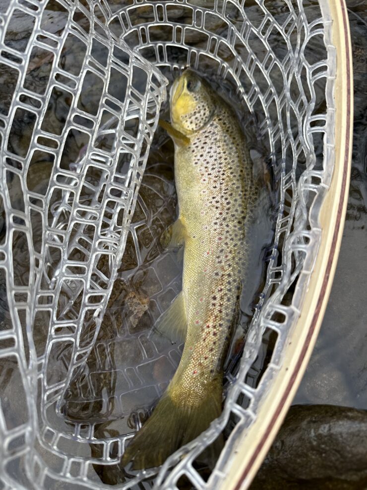 Top 20 Trout Fishing Streams in Arkansas - Fishmasters.com