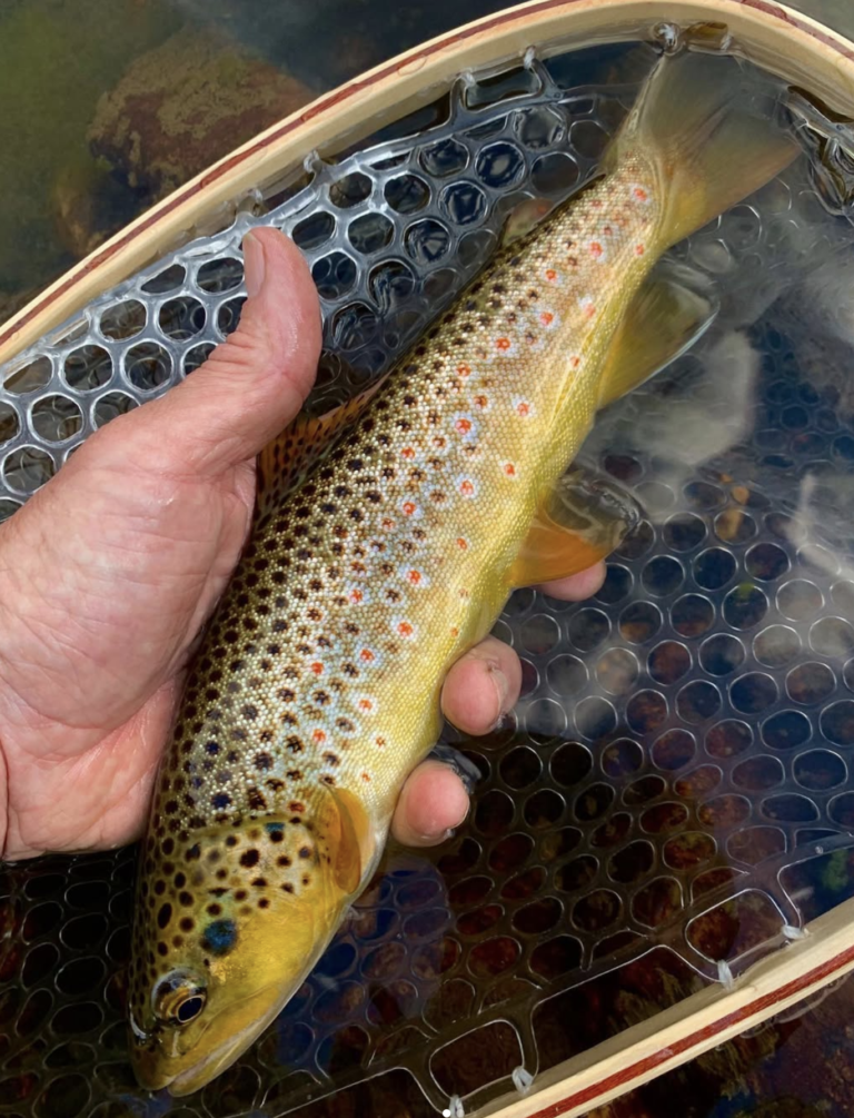Top 30 Trout Fishing Streams in Colorado - Fishmasters.com