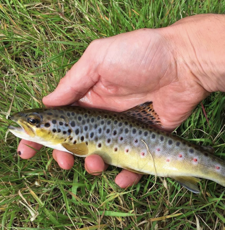 The Top 20 Trout Fishing Streams in New Jersey - Fishmasters.com