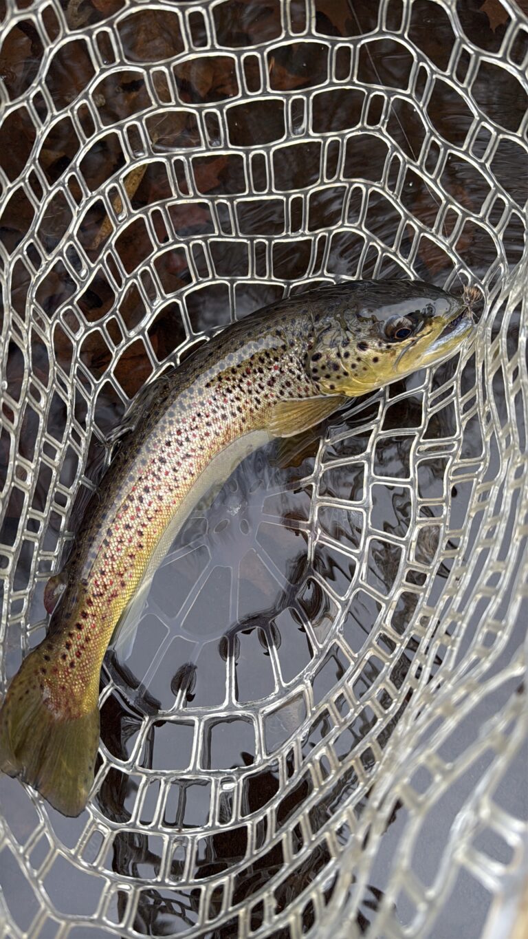 The Top 30 Trout Streams in North Carolina - Fishmasters.com