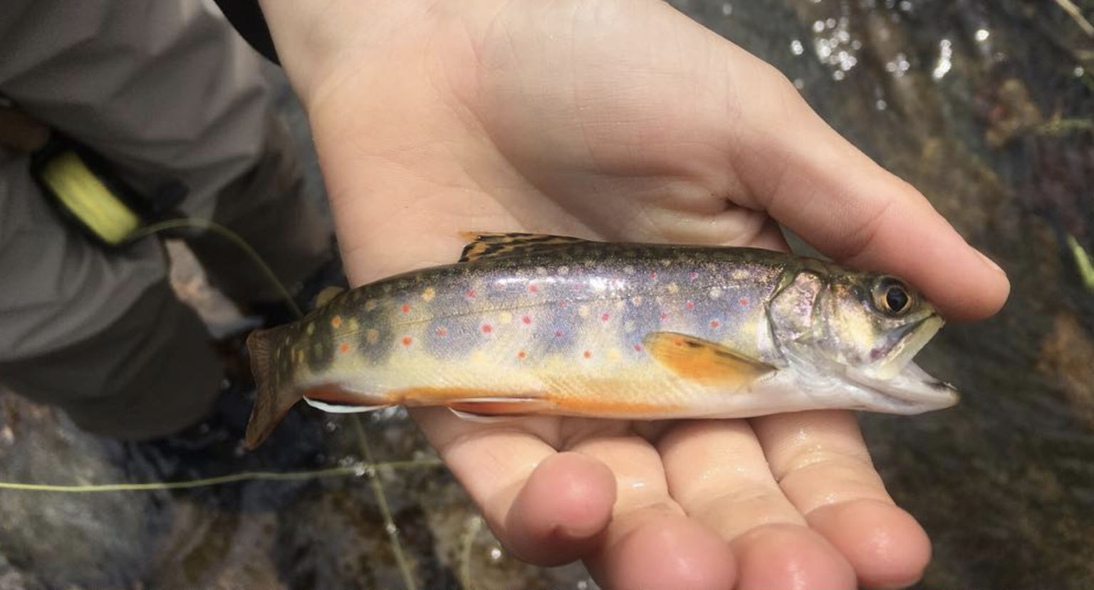 Top 30 Trout Streams in Virginia - Fishmasters.com