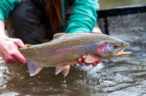 The Top 30 Trout Streams in Michigan - Fishmasters.com