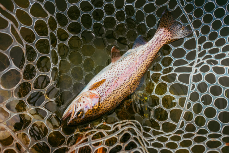 The Top 30 Trout Streams in Michigan - Fishmasters.com