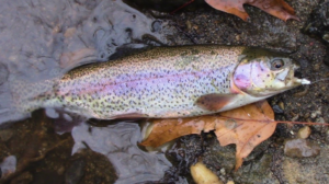 The Top 30 Trout Streams in Virginia - Fishmasters.com