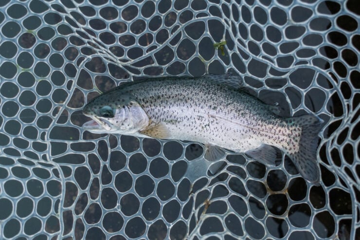 The Top 20 Trout Fishing Streams in New Jersey - Fishmasters.com