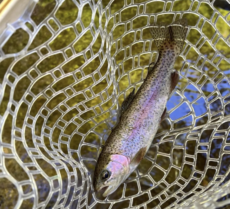 Top 30 Trout Fishing Streams in Tennessee - Fishmasters.com