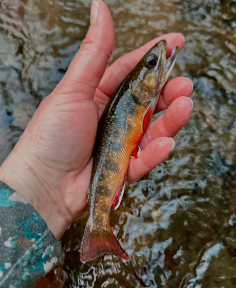 The Top 30 Trout Streams in Virginia - Fishmasters.com