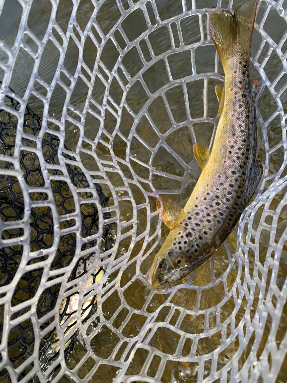 The Top 30 Trout Streams in North Carolina - Fishmasters.com