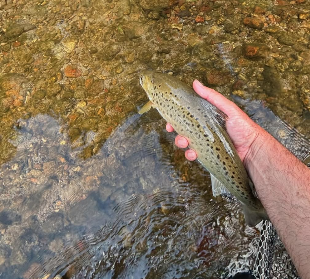 The Top 30 Trout Streams in Virginia - Fishmasters.com