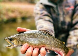 Top 30 Trout Fishing Streams in Georgia - Fishmasters.com