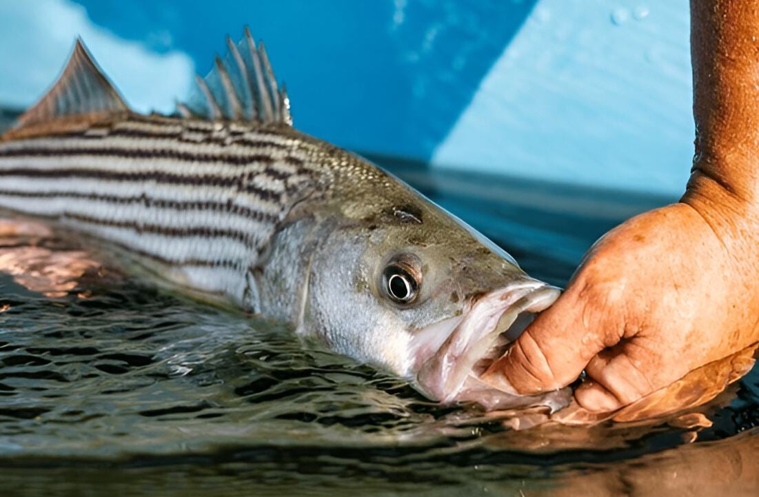Top 30 Fishing Lakes in Missouri - Fishmasters.com