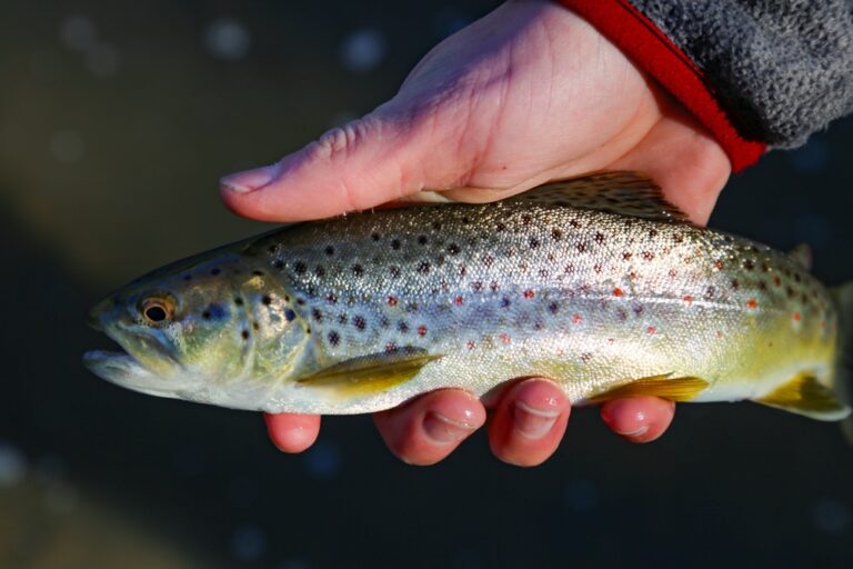Top 30 Trout Fishing Streams in Georgia - Fishmasters.com
