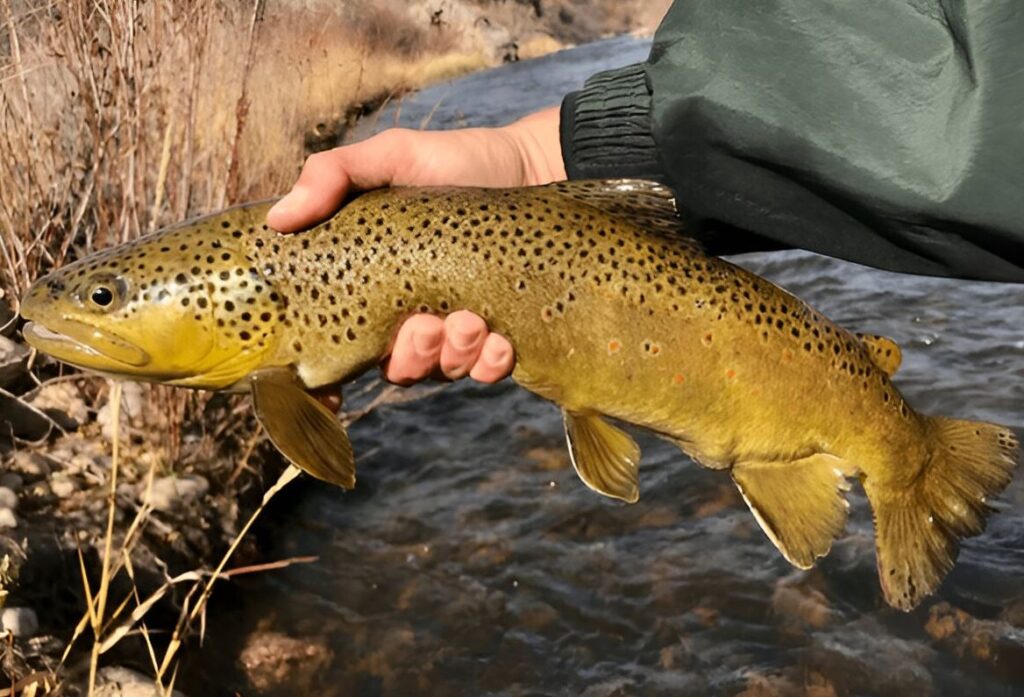 The Top 30 Trout Streams in Michigan - Fishmasters.com
