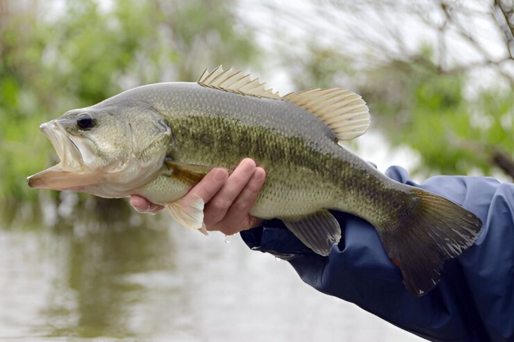 The Top 30 Fishing Lakes in Kentucky Ranked - Fishmasters.com