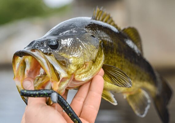 The Top 30 Fishing Lakes in Oklahoma Ranked - Fishmasters.com