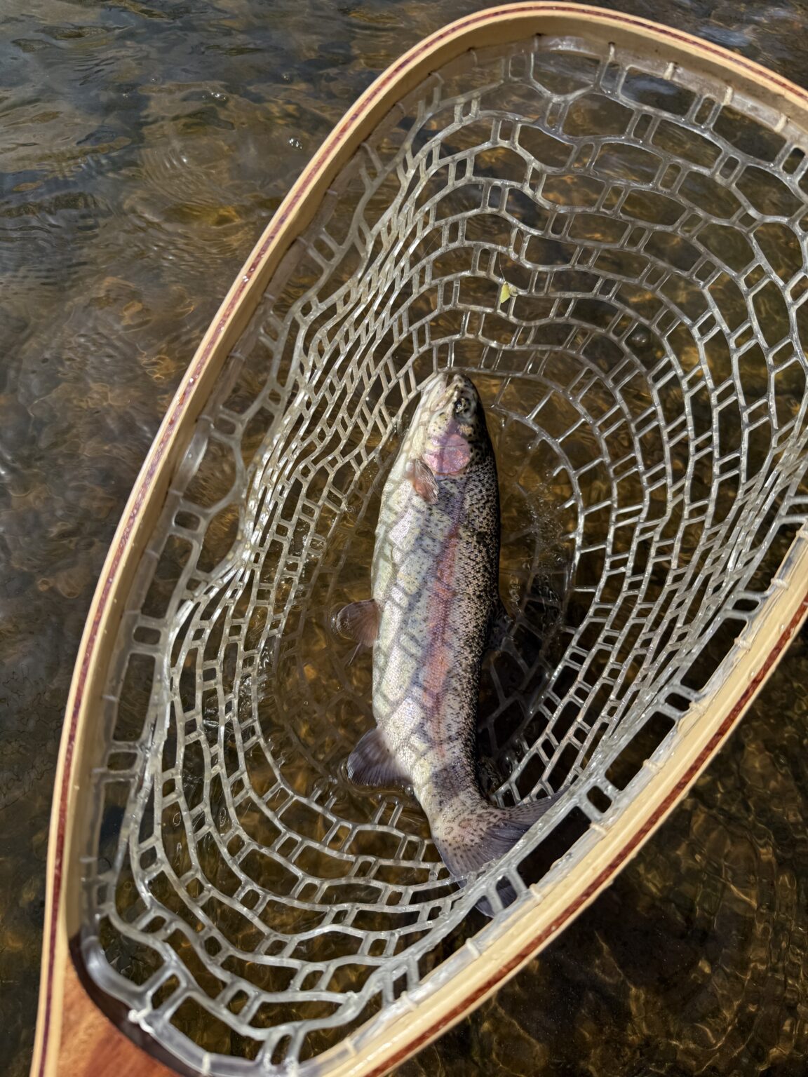 Top 30 Trout Fishing Streams in Tennessee - Fishmasters.com