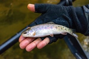 Top 30 Trout Fishing Streams in Georgia - Fishmasters.com