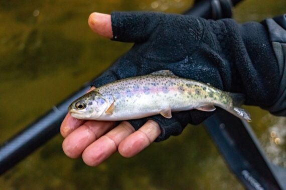 Top 30 Trout Fishing Streams in Georgia - Fishmasters.com