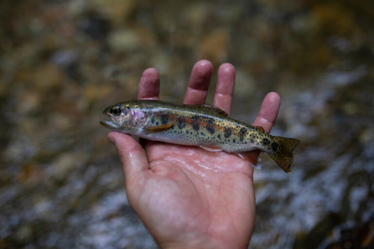 Top 30 Trout Fishing Streams in Georgia - Fishmasters.com