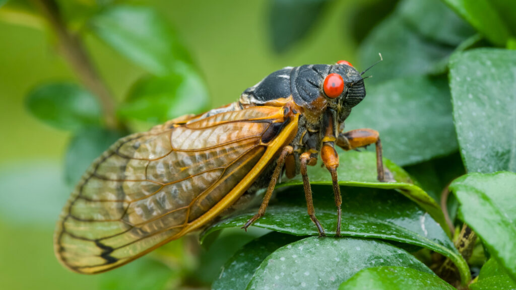 This Year’s Cicada Invasion Is a Fisherman’s Goldmine - Fishmasters.com