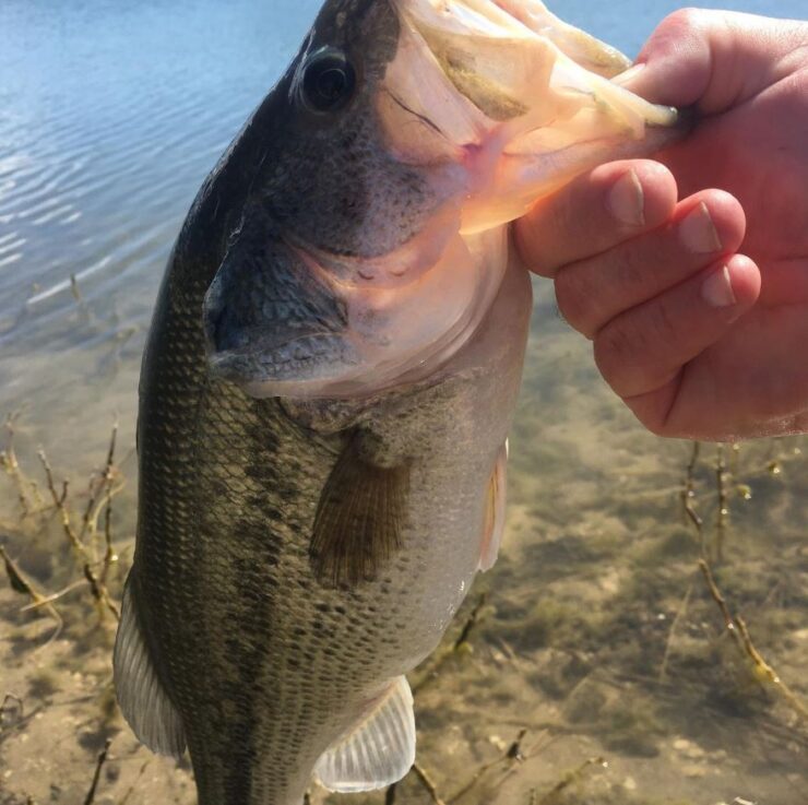 The Top 30 Fishing Lakes in Colorado Ranked - Fishmasters.com