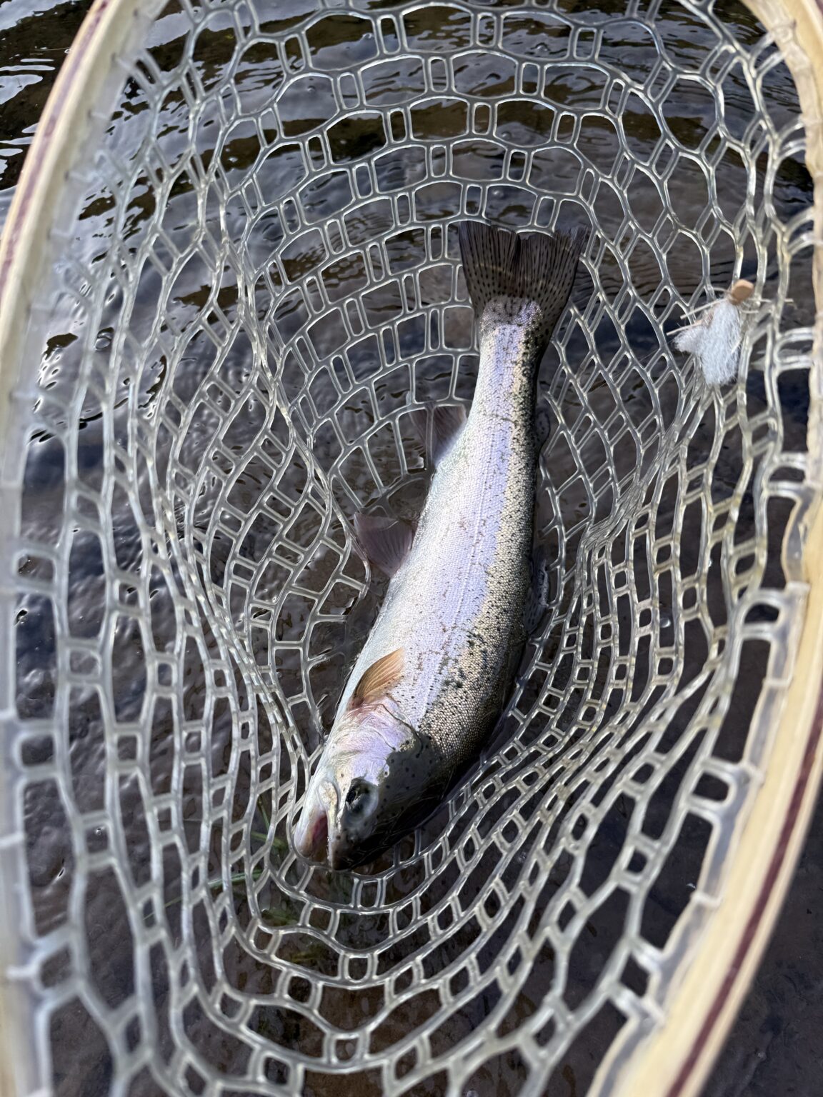Trout Fishing Pine Creek in PA - Fishmasters.com