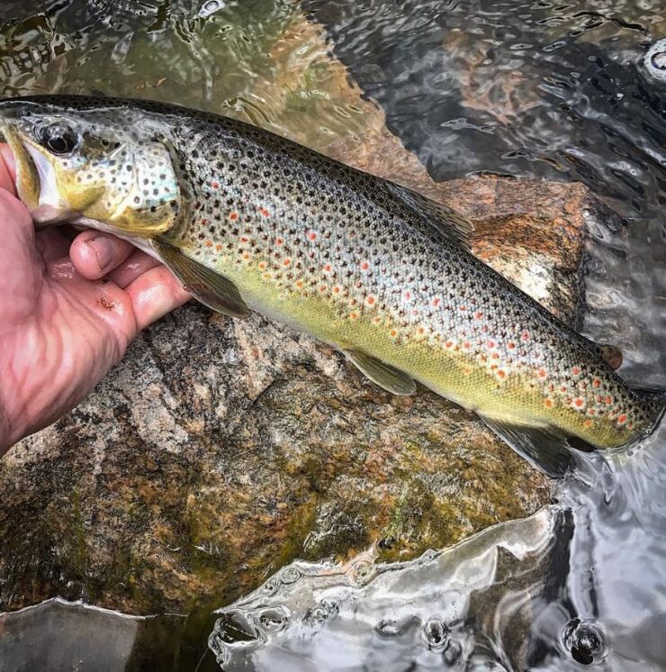 The Top 30 Fishing Lakes in Wyoming Ranked - Fishmasters.com