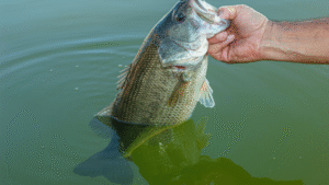 Understanding Bass Behavior: How Weather Affects Your Fishing ...